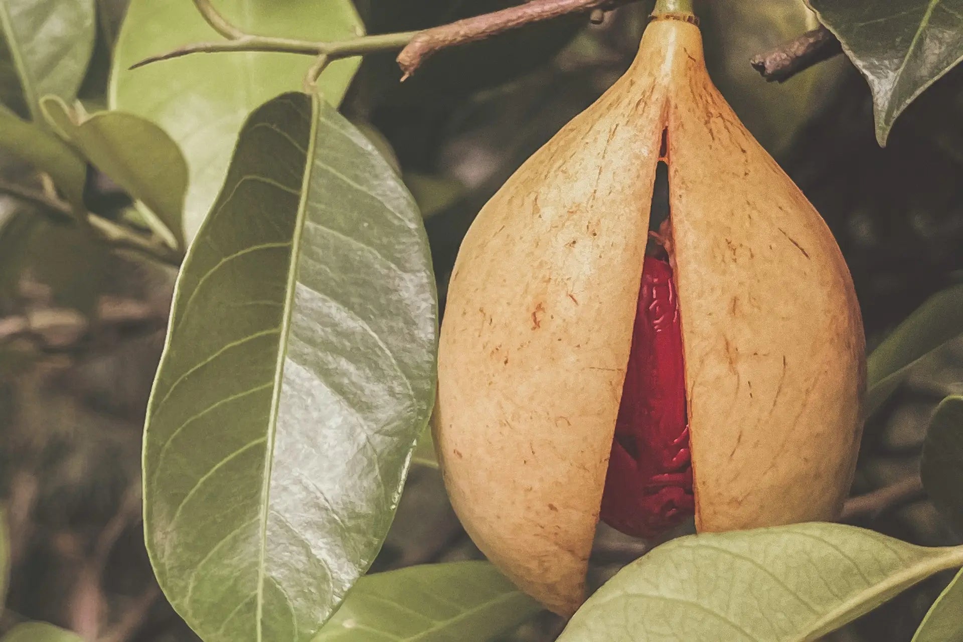 Ayurvedic Usage of Nutmeg (Jaiphal)
