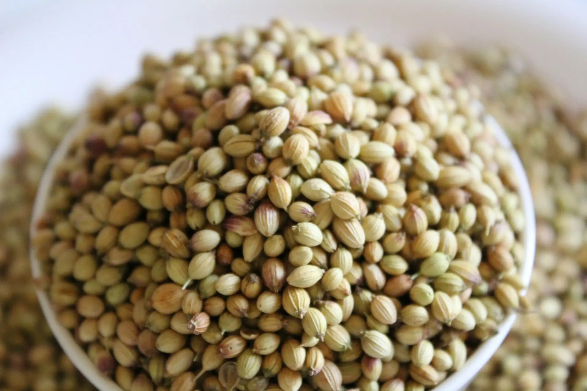 Coriander in Ayurveda: Traditional Uses & Culinary Significance